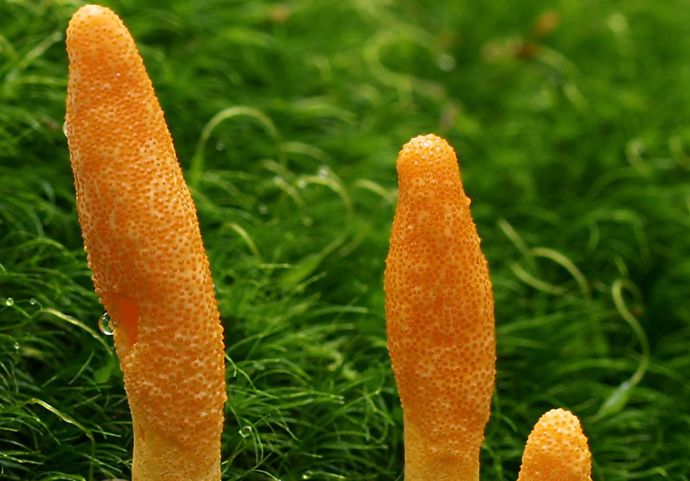 Cordyceps, das „Viagra des Himalaya“ - Ein Vitalpilz mit erstaunlichem ...